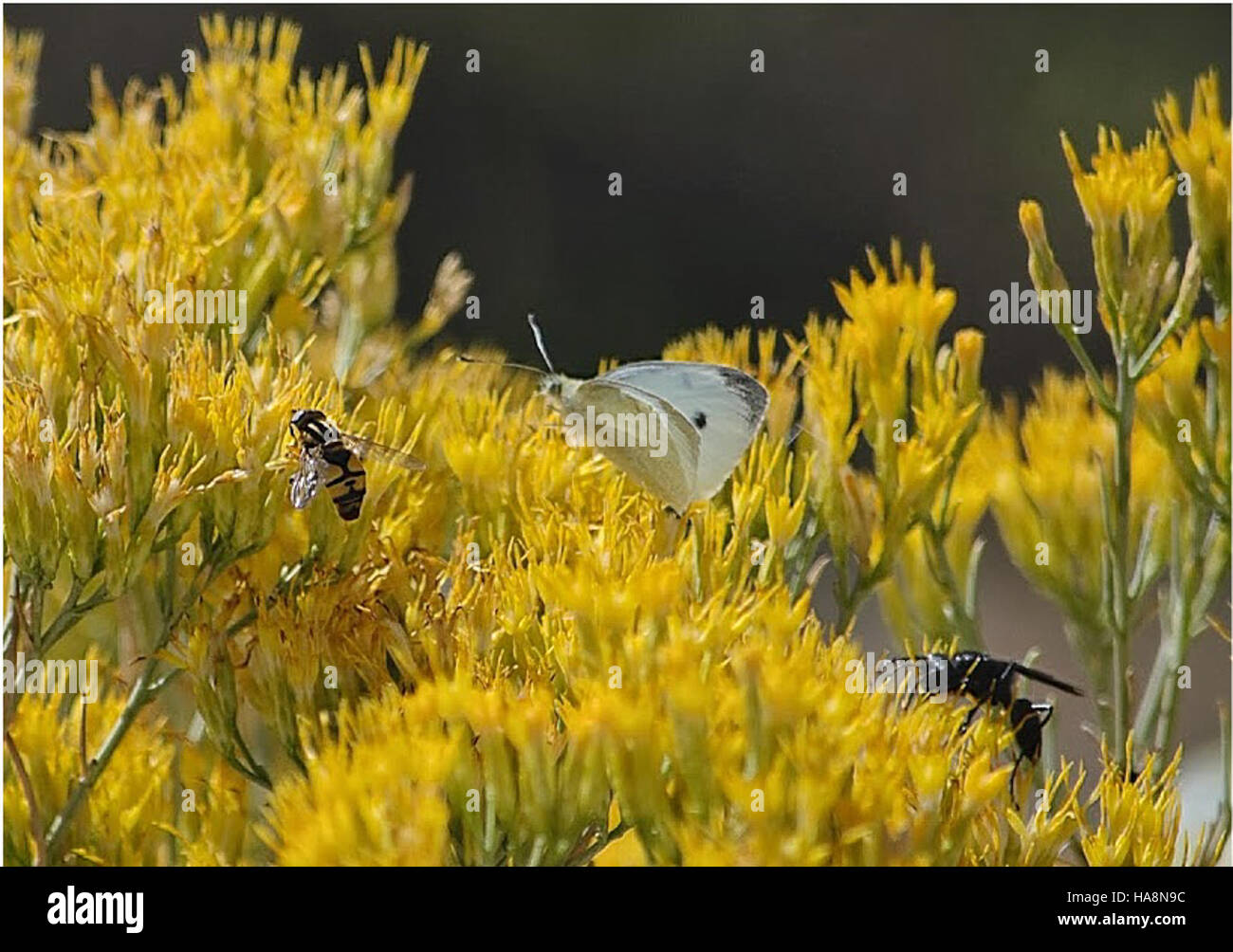 Bees and butterflies are key pollinators in national parks ...