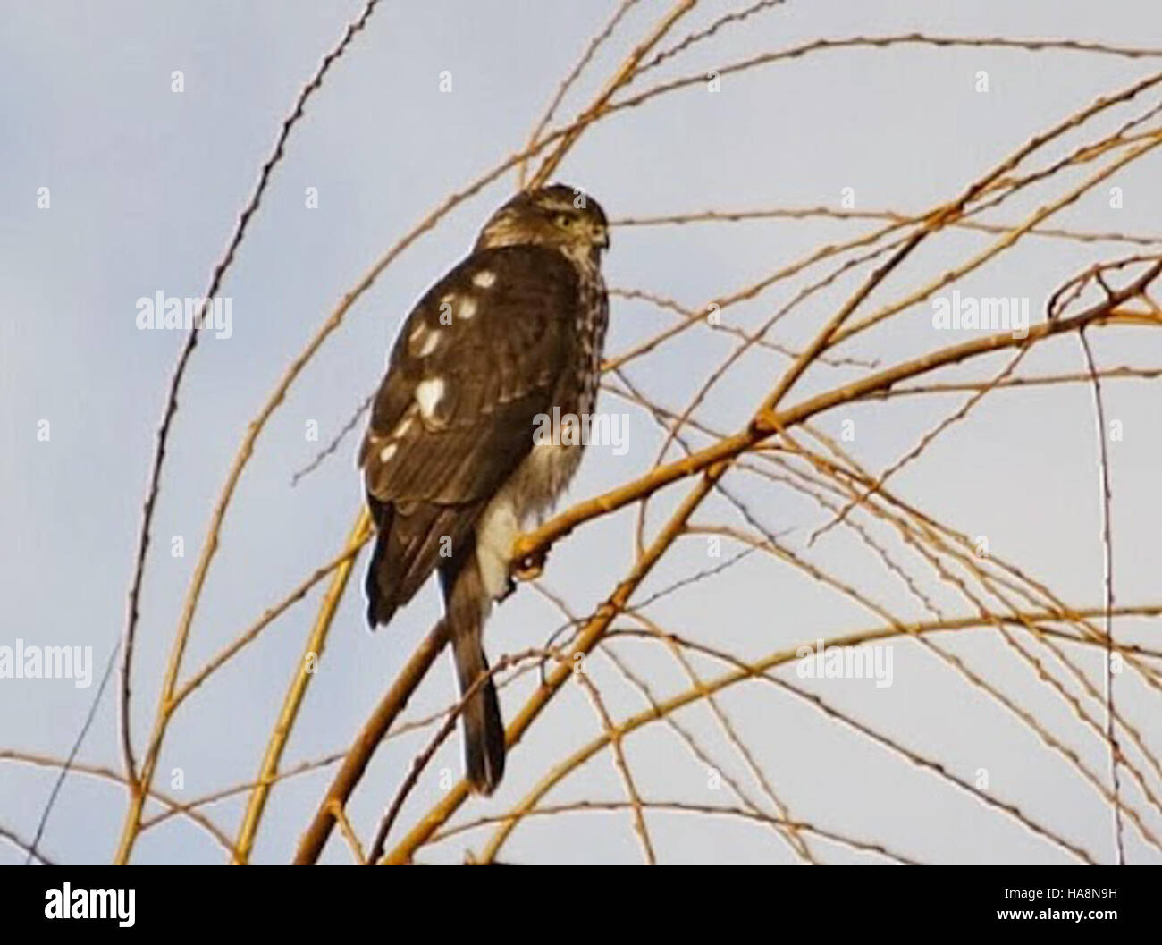 Hunkers down hi-res stock photography and images - Alamy