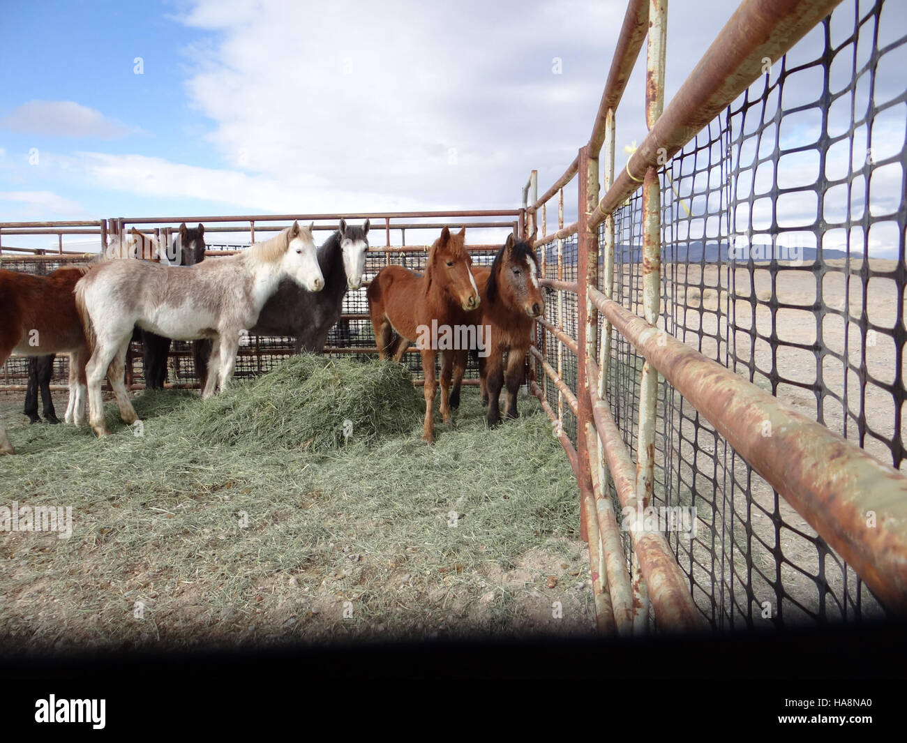 The Bureau of Land Management oversees wild horse management programs ...
