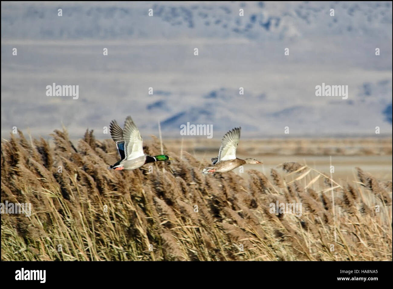 A group of mallard ducks seen in their natural habitat, emphasizing the ...