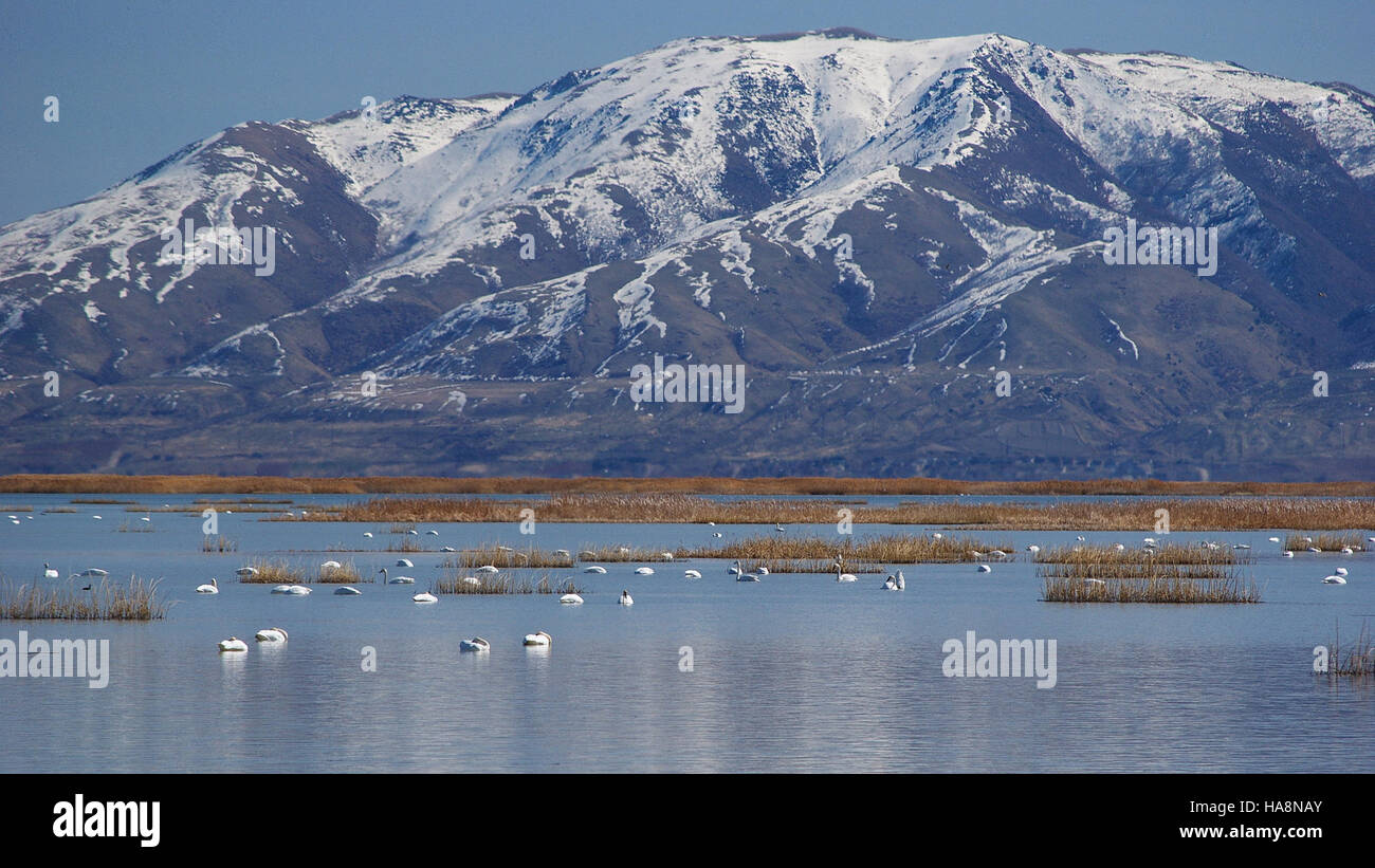 This image captures the serene and tranquil scene of swans resting in a ...