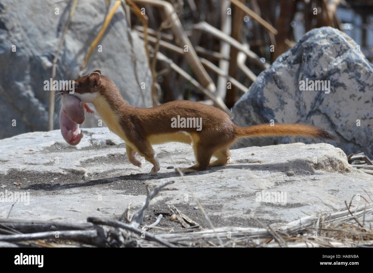 An image of a weasel with its young in a national park, showcasing the ...