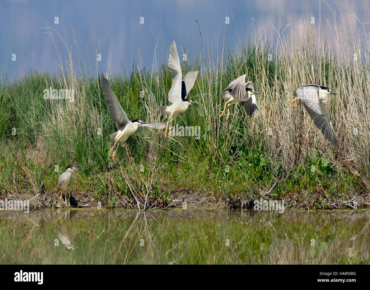 This photo captures the moment a bird takes flight, showcasing the ...