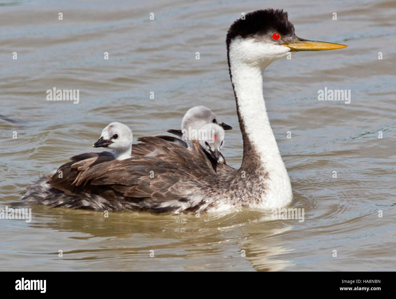 A grebe bird, featured in the 2012 'Next Generation' fan favorite ...