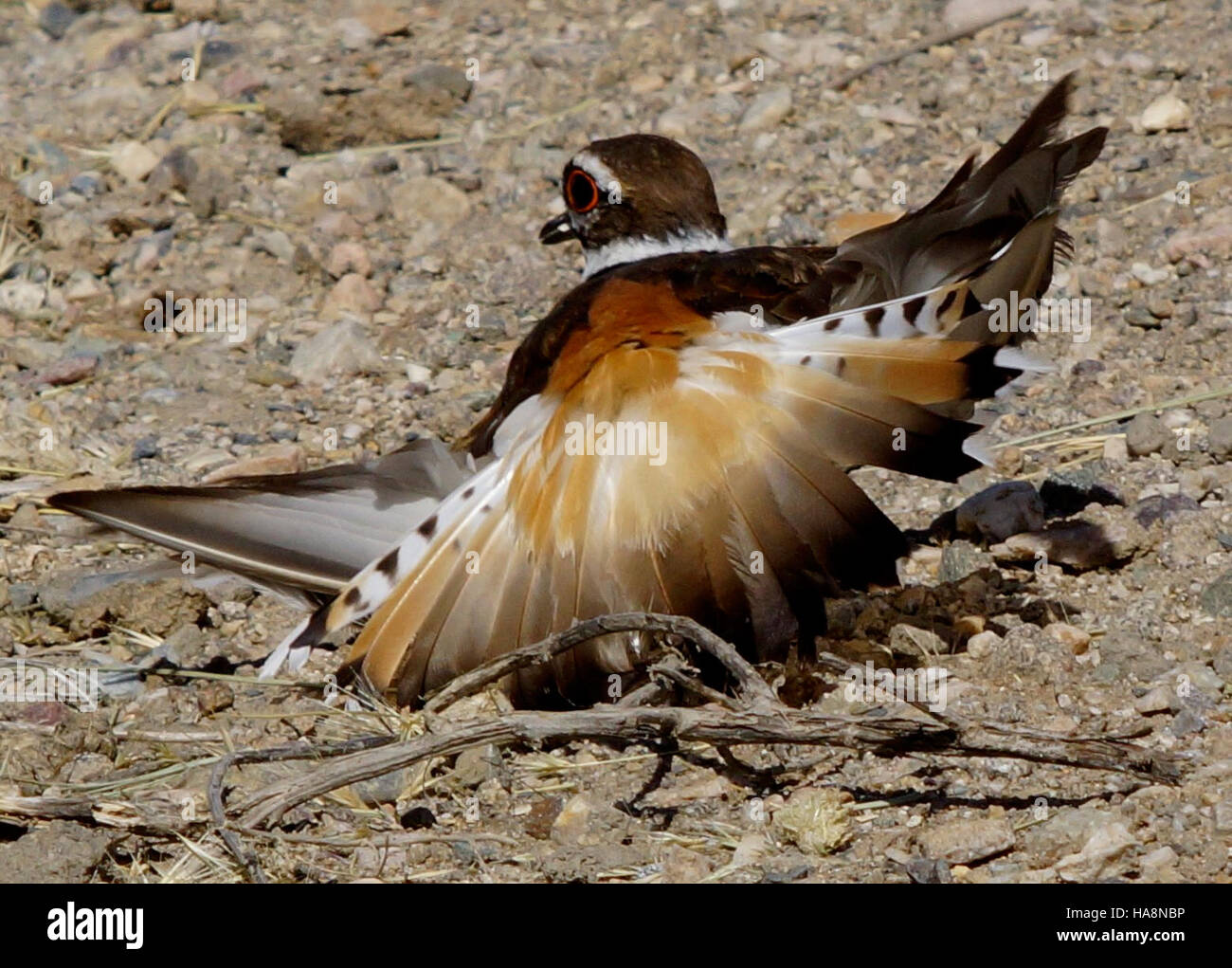 This image captures an animal behavior study in a national park, where ...