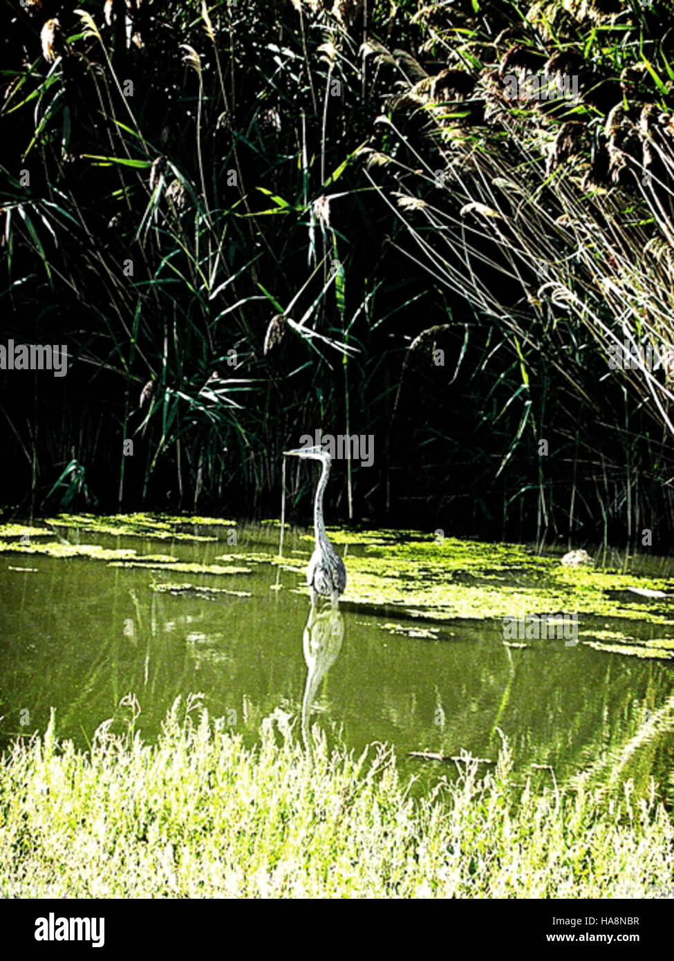 The 'Early Bird' contest, held by the U.S. Fish and Wildlife Service ...