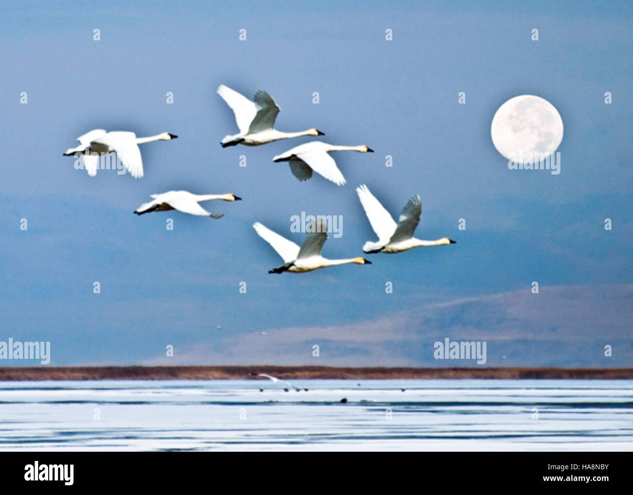 The 'Swan Moon' photograph, awarded Best of Show in 2012, captures the ...
