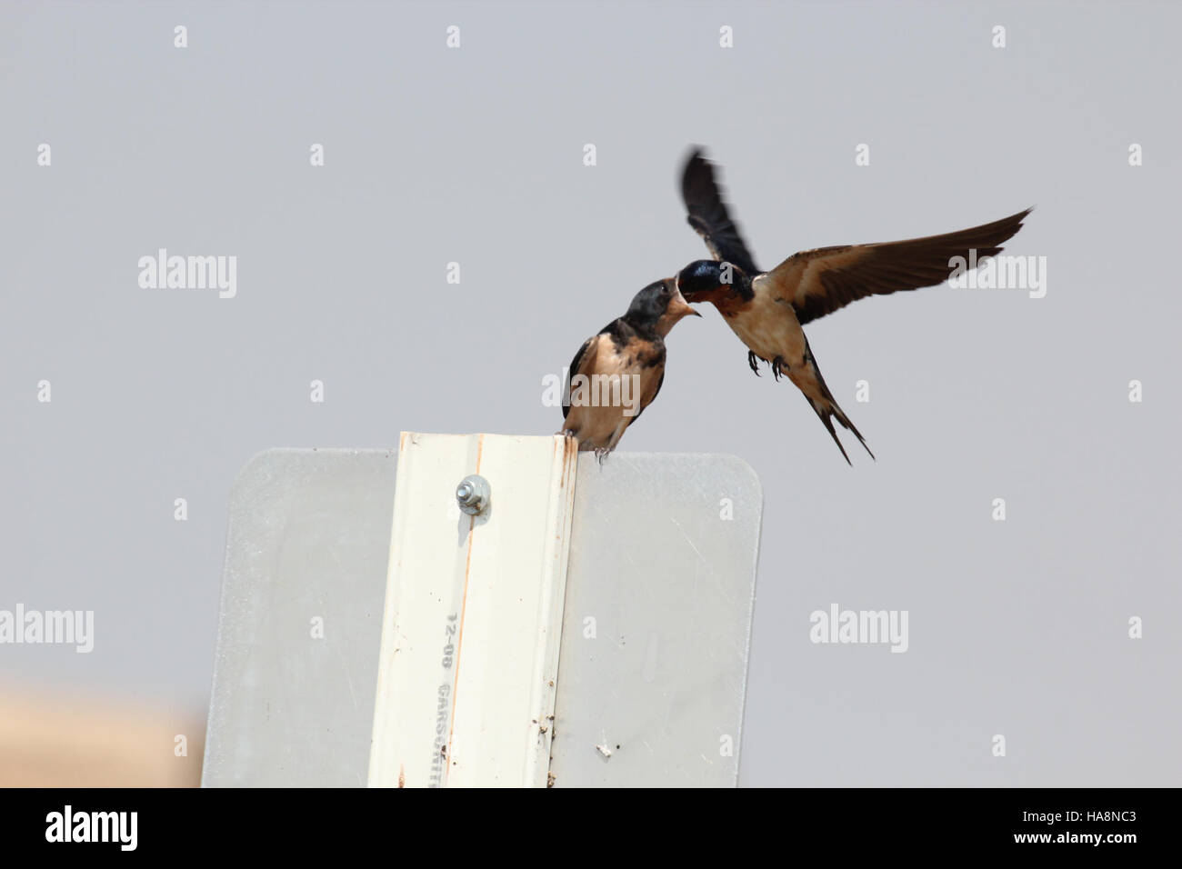 This image captures the behavior of an animal in its natural habitat ...