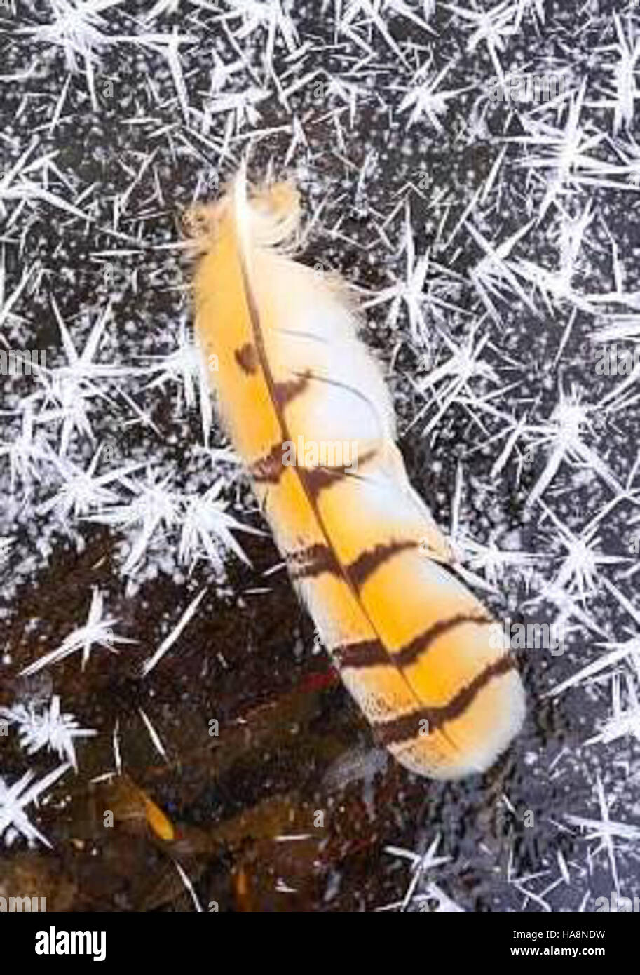 usfwsmtnprairie 11328152143 Hawk Crystals Stock Photo - Alamy