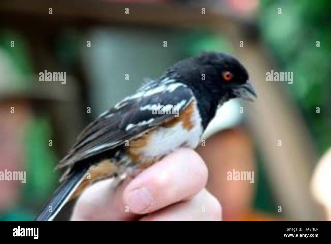 The release of a towhee bird at a national park demonstrates wildlife ...