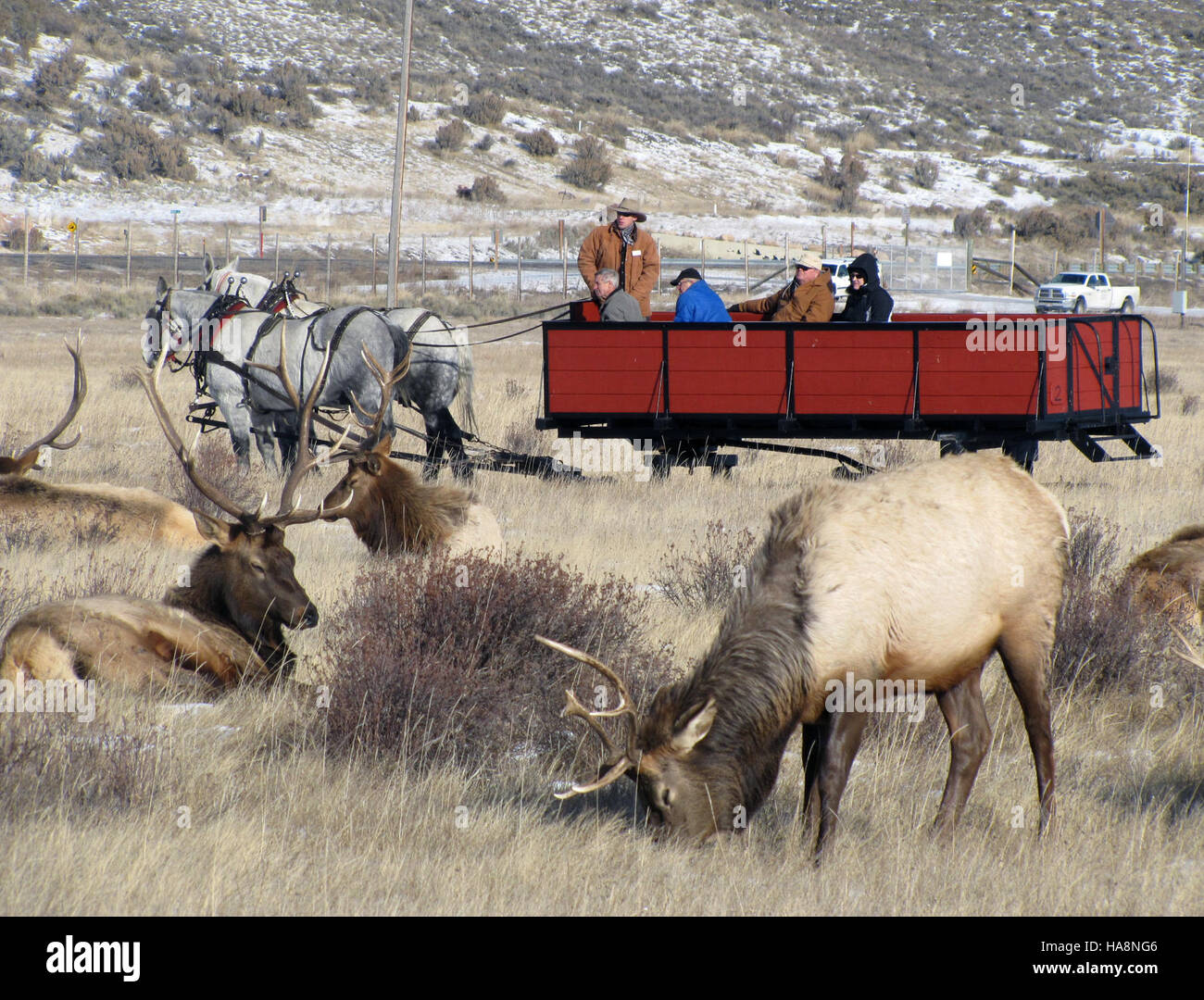 This photo captures a prime wildlife viewing moment in the Mountain ...