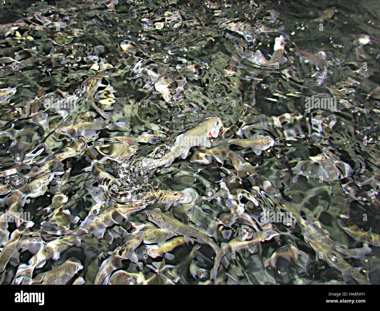 A feeding frenzy involving wildlife in a national park illustrates the ...