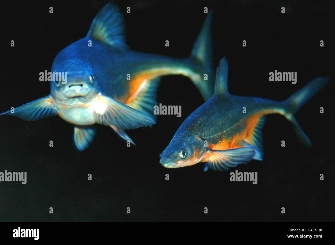 Bonytail hi-res stock photography and images - Alamy