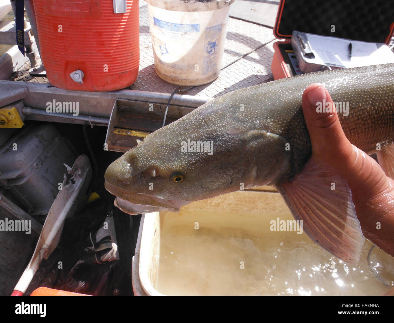 usfwsmtnprairie 11839462105 Colorado Pikeminnow Showing Spawning ...