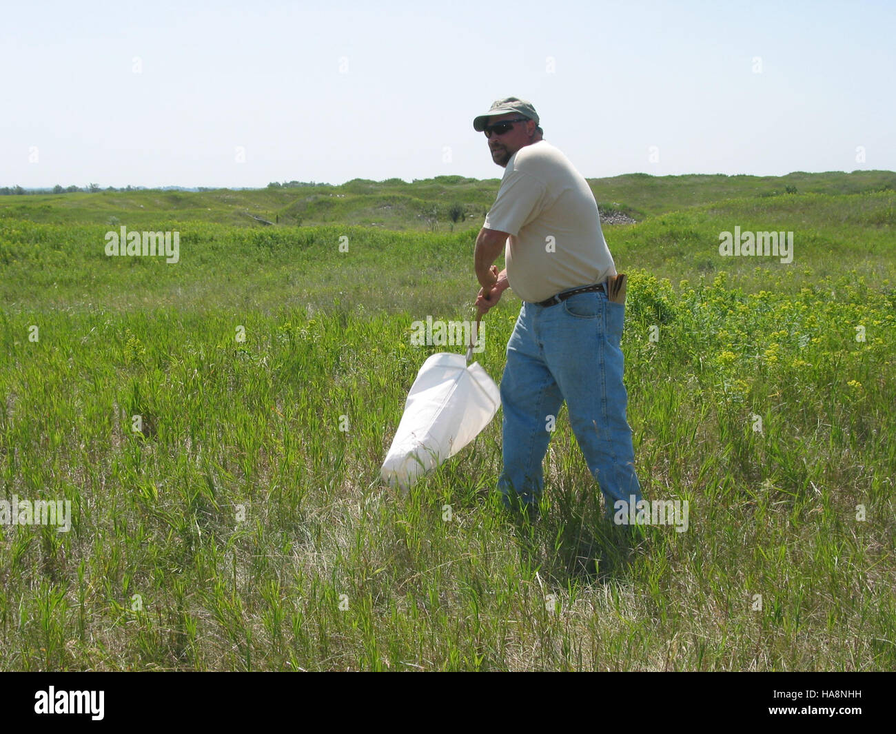 The collection of flea beetles as part of an ongoing environmental ...