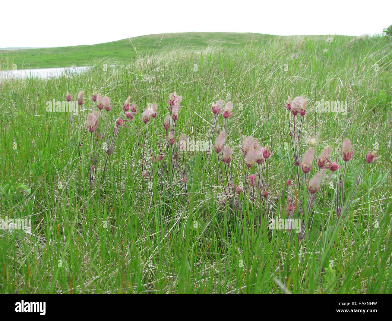 Prairie smoke native plant hi-res stock photography and images - Alamy