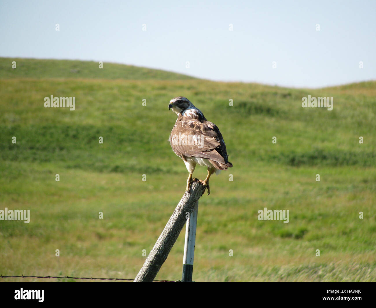 Swainsons hawk spotted on hi-res stock photography and images - Alamy