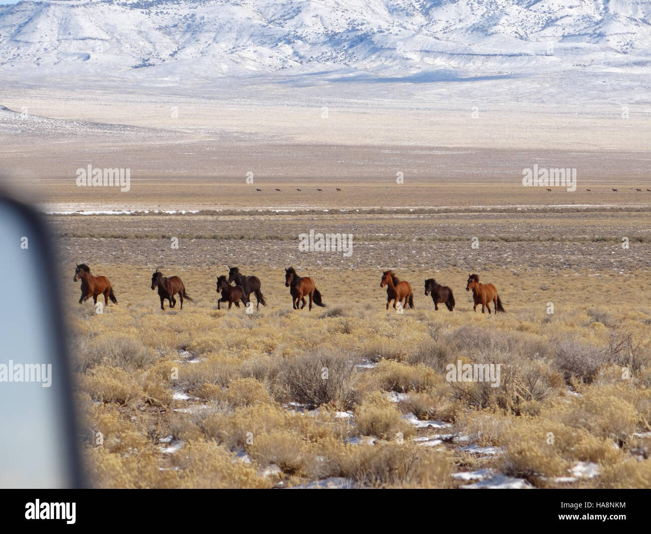 The Bureau of Land Management (BLM) organizes wild horse gathers to ...