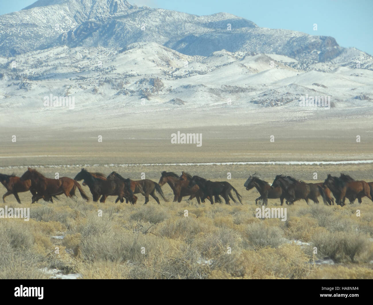 BLM Nevada conducts a wild horse gather at Stone Cabin to manage the ...