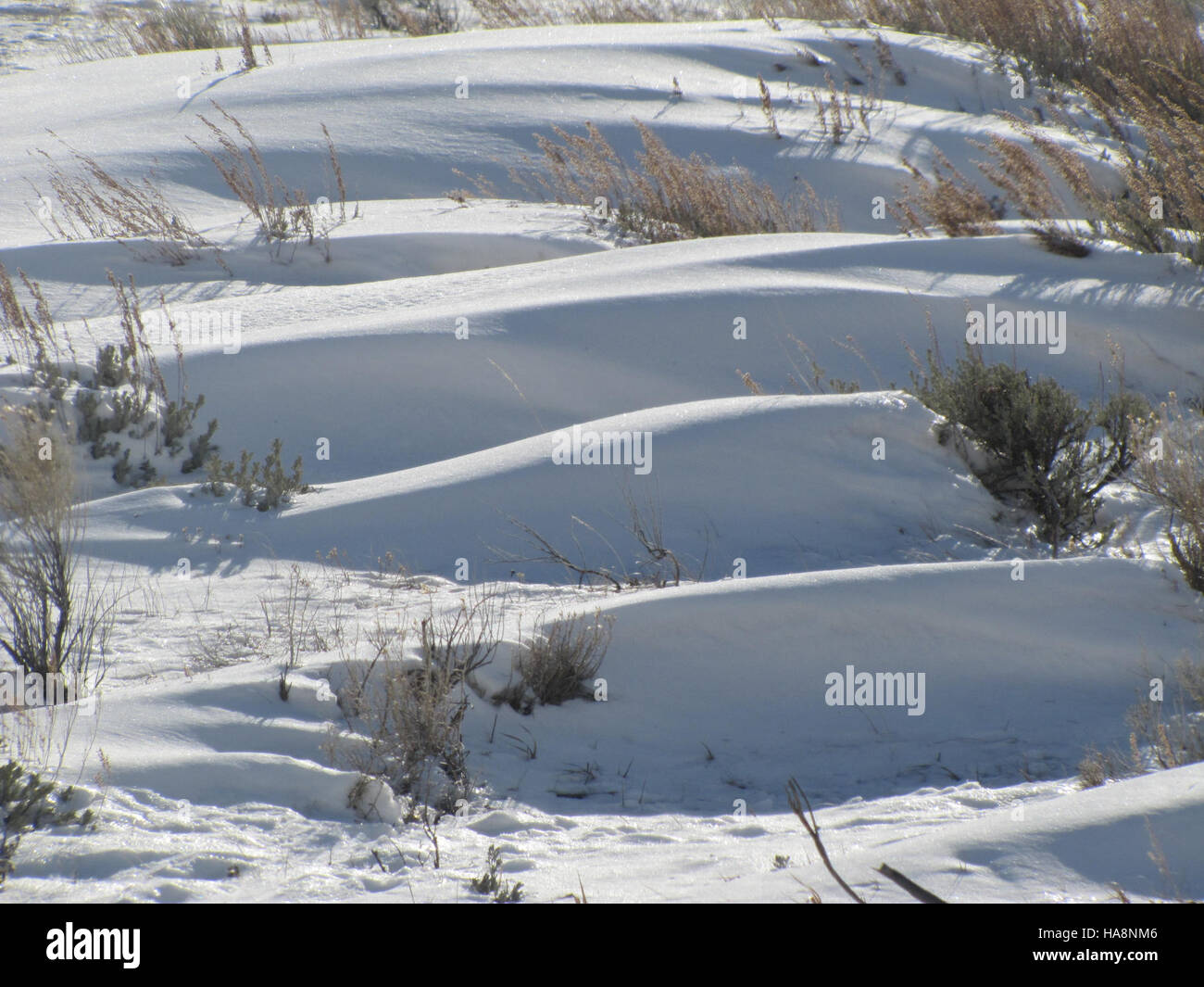 Wind effects in national parks play a crucial role in shaping ...