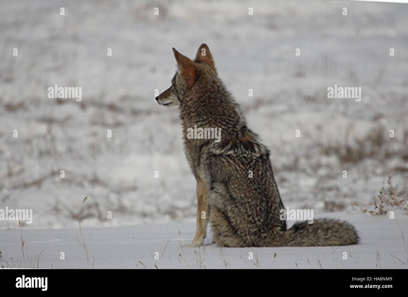 Scanning the horizon hi-res stock photography and images - Alamy