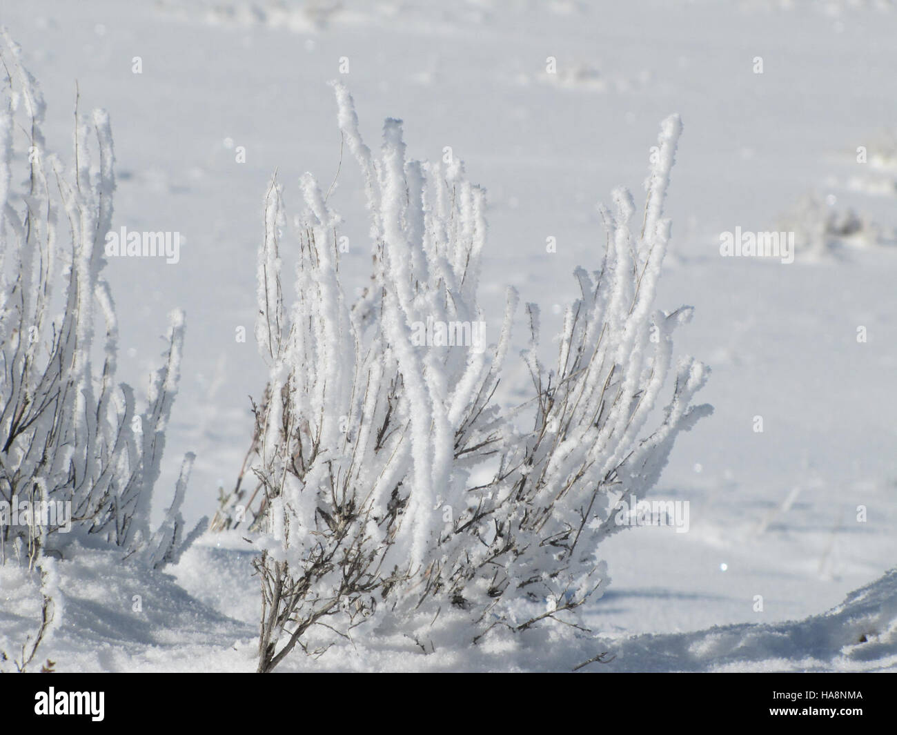 Hoarfrost forms in a national park, creating a delicate, icy coating on ...