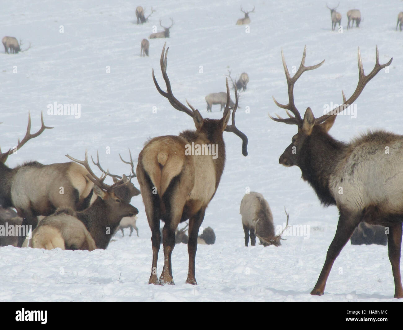 Wildlife anomalies hi-res stock photography and images - Alamy