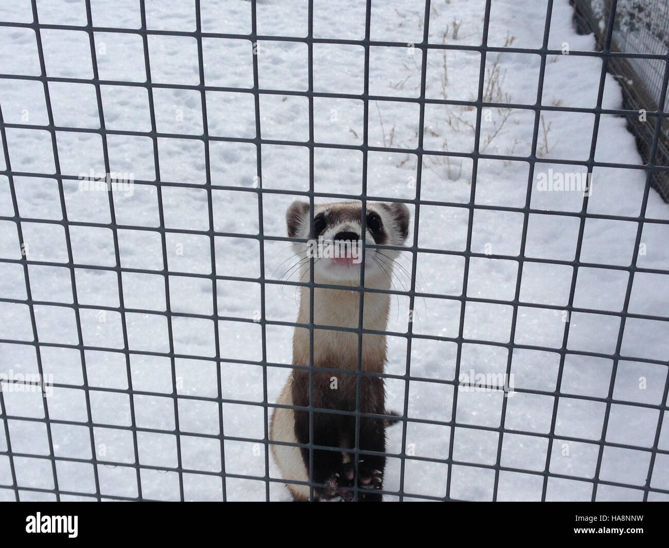 The black-footed ferret, an endangered species, is part of conservation ...