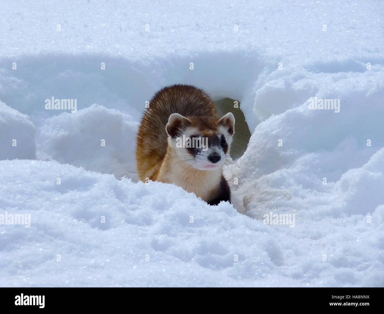 The Black-footed Ferret is an endangered species native to North ...