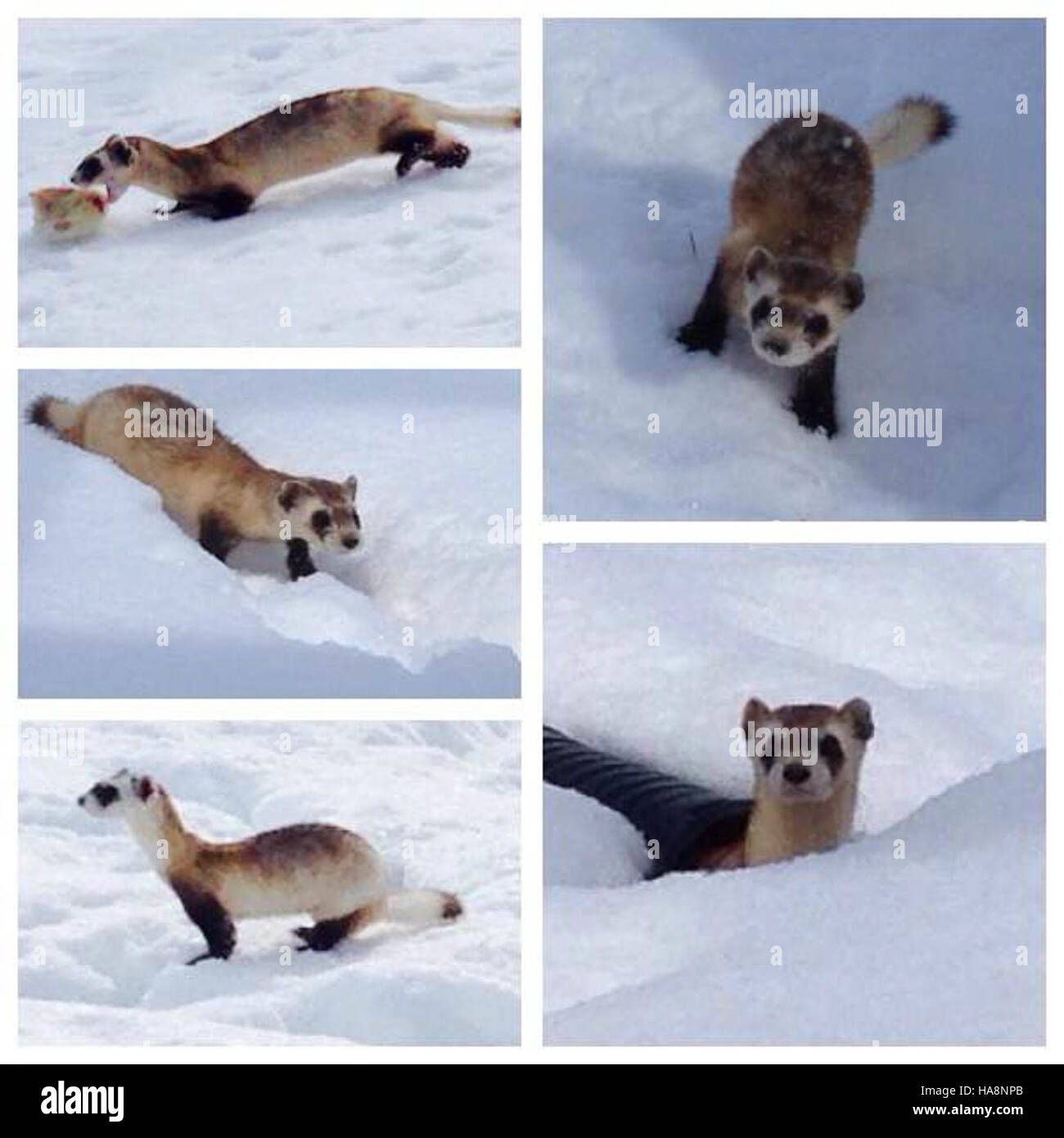 The Black-footed Ferret, an endangered species, is being protected in ...