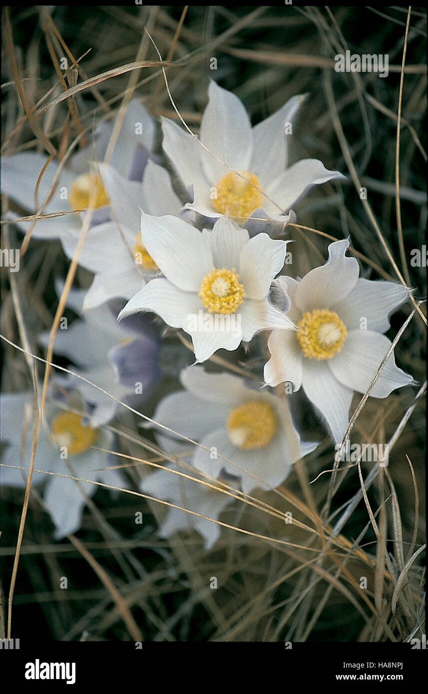 The Pasque Flower (Crocus) blooms in various national parks ...