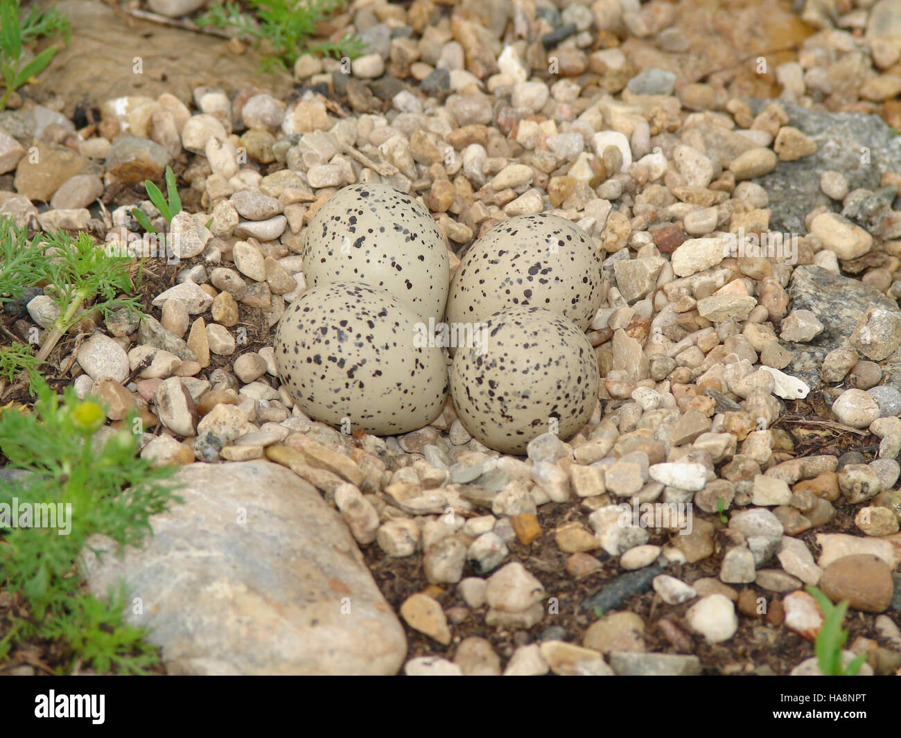The piping plover, an endangered shorebird, nests in protected areas of ...