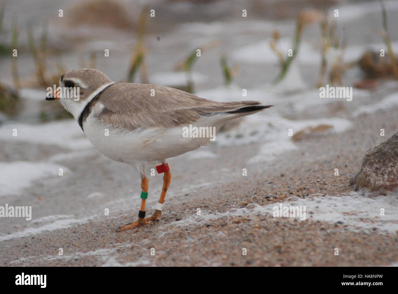 The piping plover, a small shorebird, nests on beaches in U.S. national ...