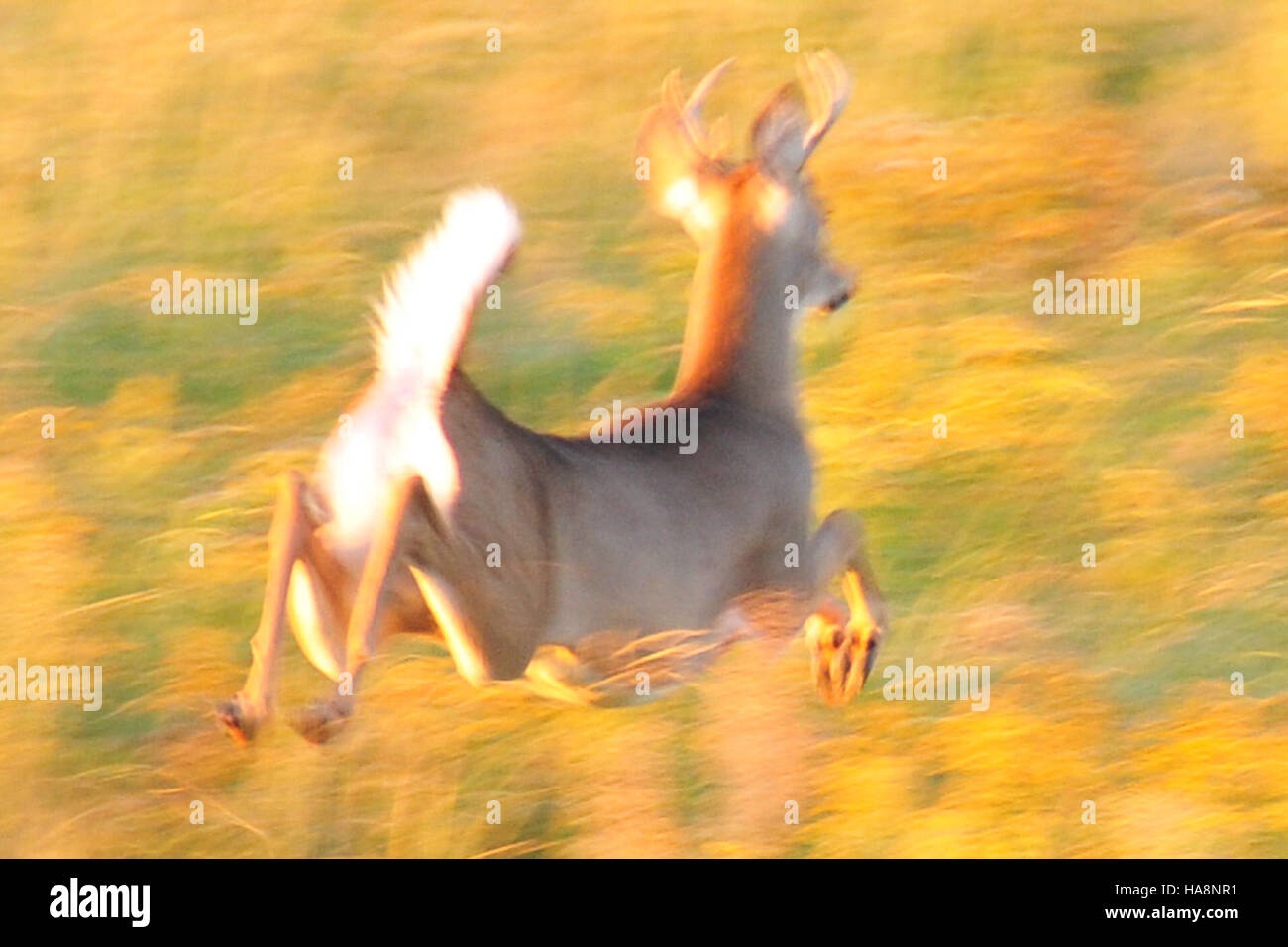 A white-tailed deer runs through a national park, showcasing the ...