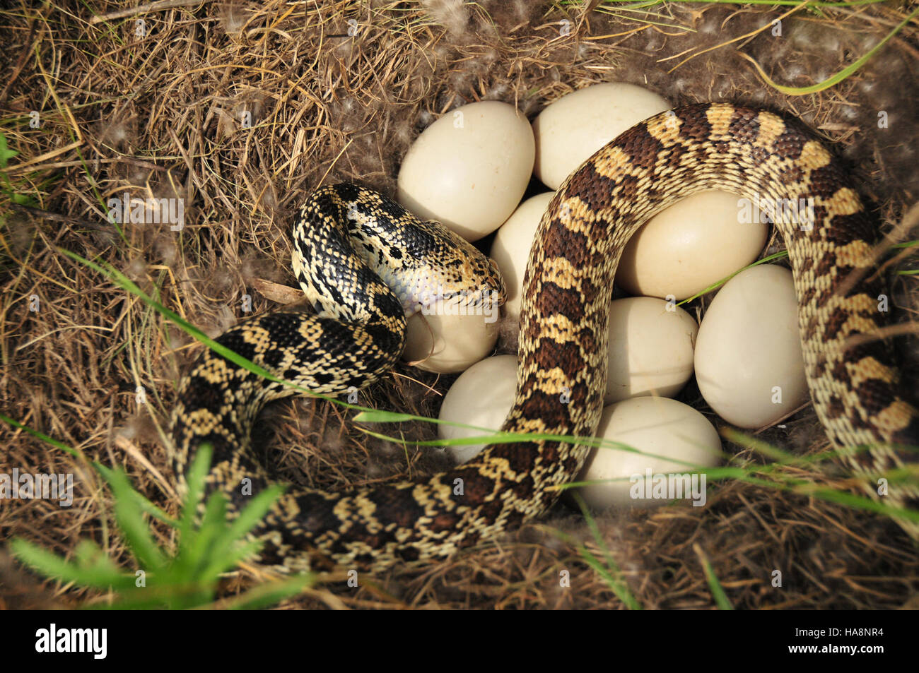 A bullsnake consuming a mallard egg in a national park highlights the ...