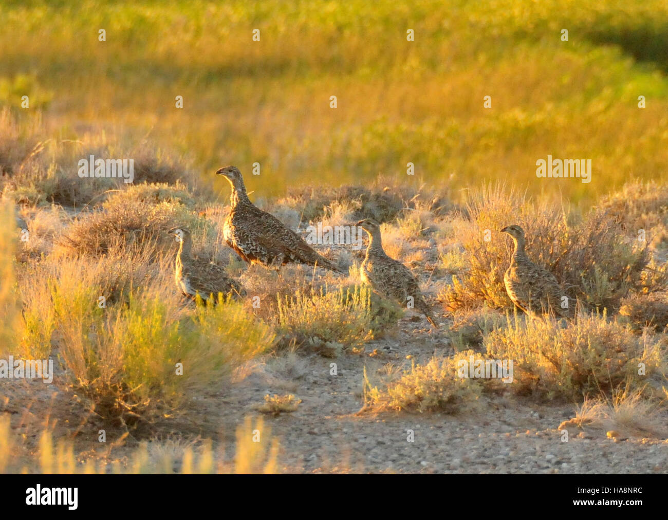 A Greater Sage Grouse hen and her brood observed at Seedskadee National ...