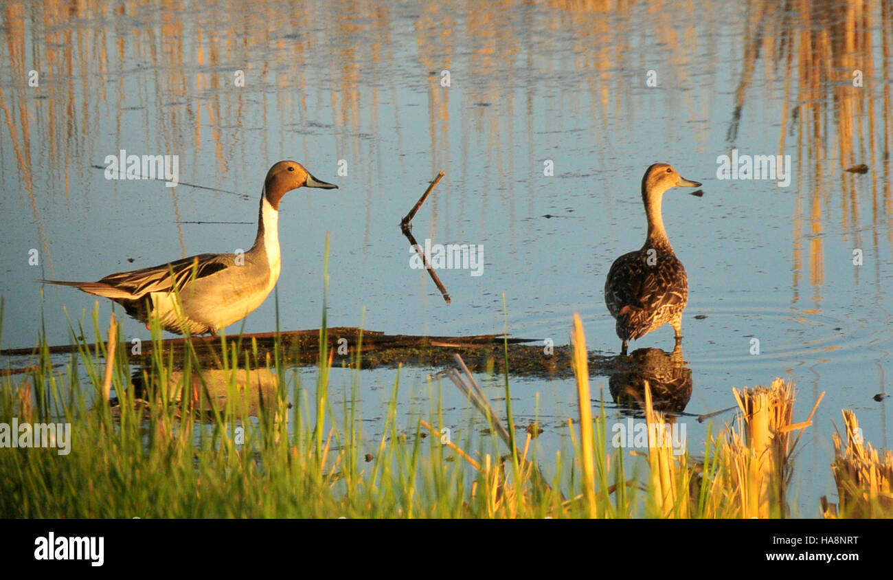 A Pintail Drake And Hen Are Seen On Sand Lake Wetland Management