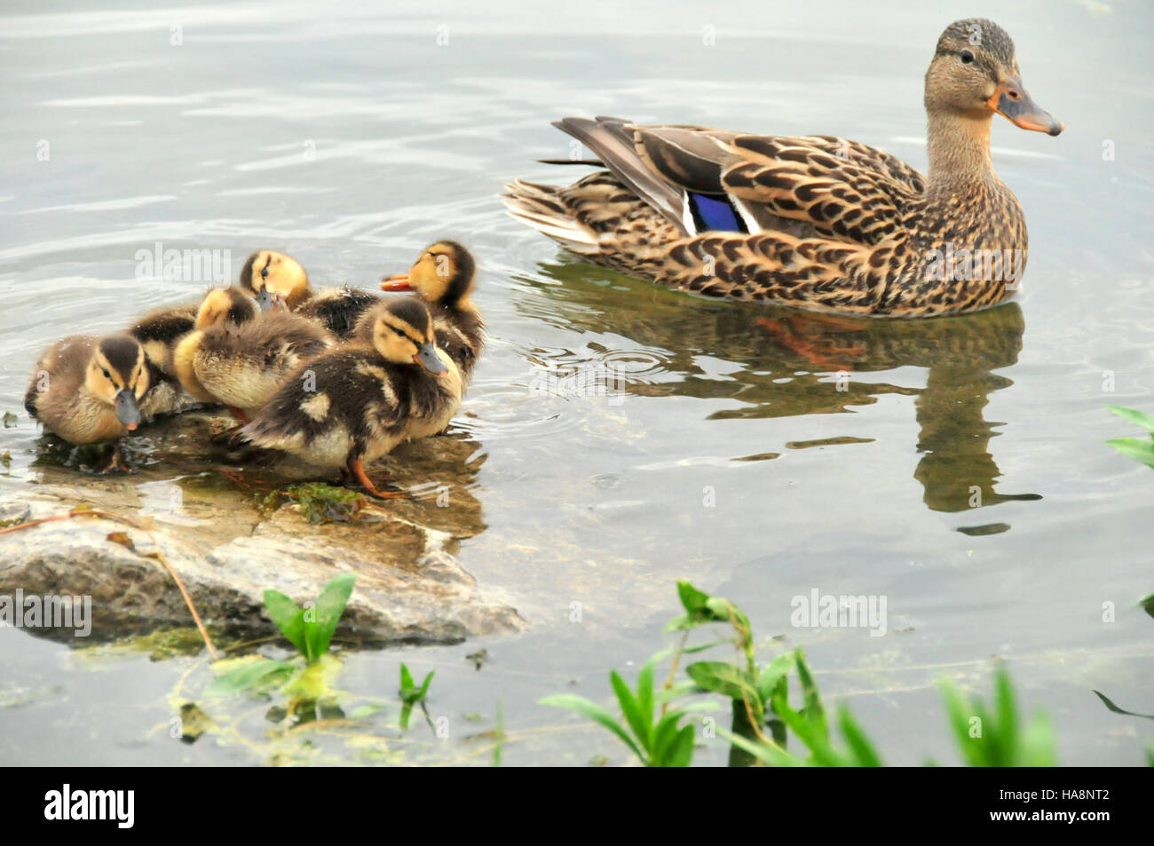 A Mallard hen and her brood of ducklings are observed in a national ...