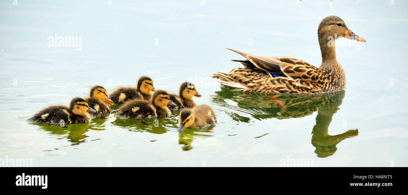 A Mallard hen leads her brood of ducklings through a national park, a ...