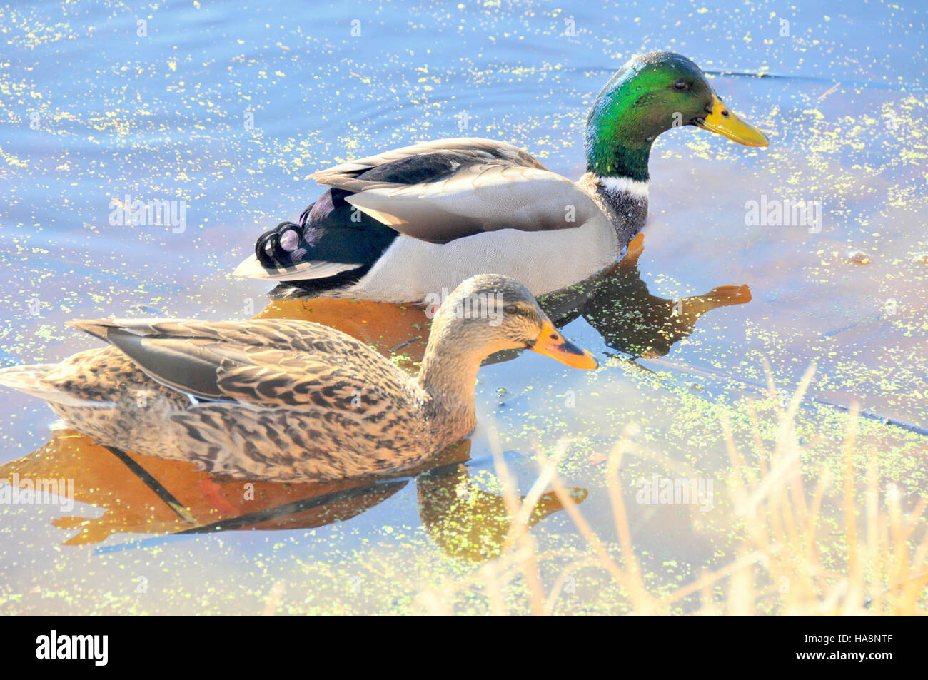A pair of Mallard ducks seen at Sand Lake Wetland Management District ...