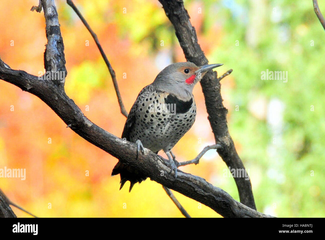The Northern Flicker, a species of woodpecker, is an important part of ...