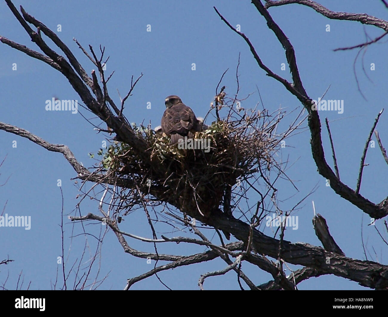 American migratory hawks hi-res stock photography and images - Alamy