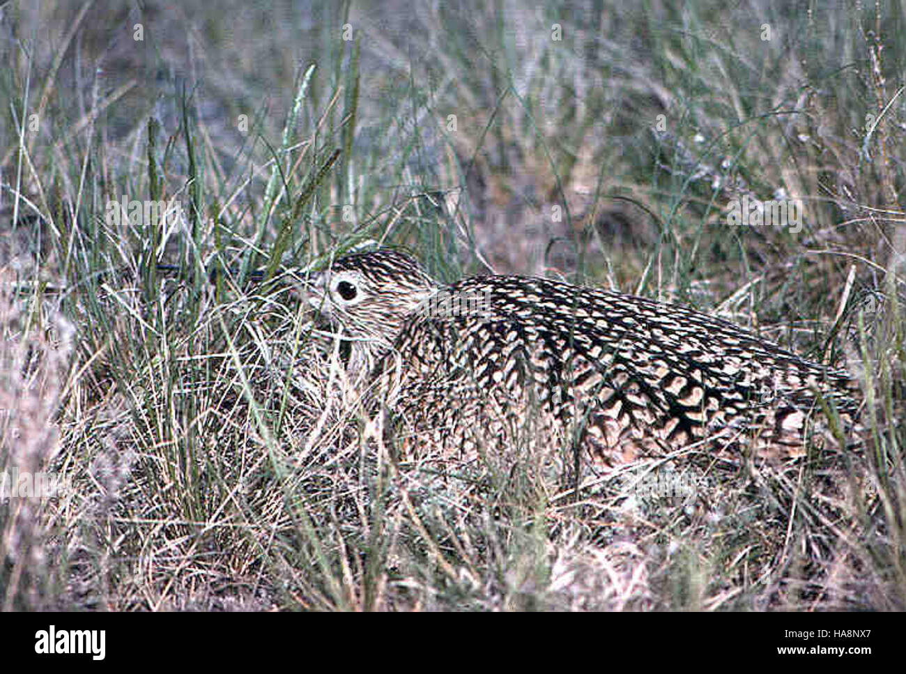 A Long-billed Curlew sits on its nest in a national park, representing ...