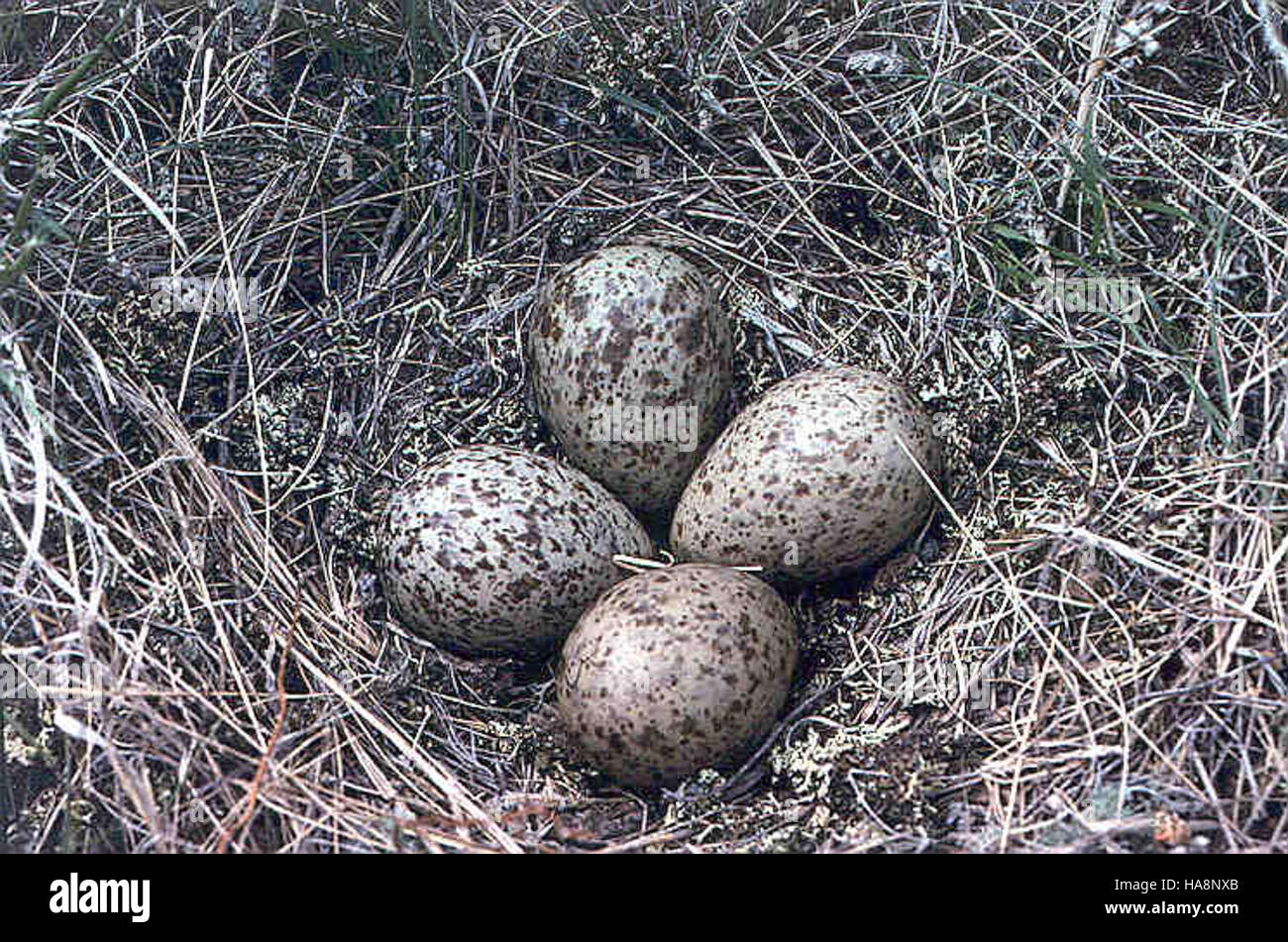A Long-billed Curlew nest in Bowdoin National Wildlife Refuge ...