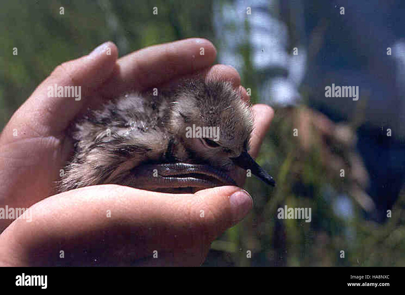 A Marbled Godwit chick at Bowdoin National Wildlife Refuge, a protected ...