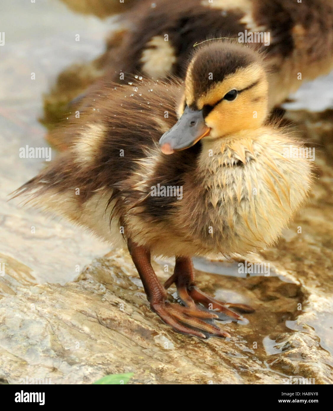 Mallard ducklings in a national park are part of ongoing wildlife ...