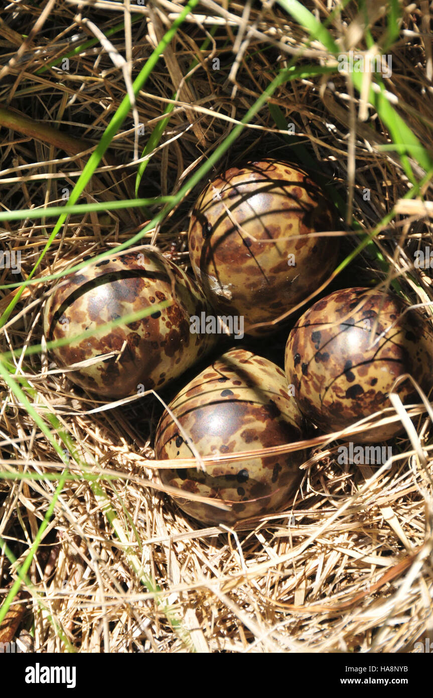 Snipe nest hi-res stock photography and images - Alamy