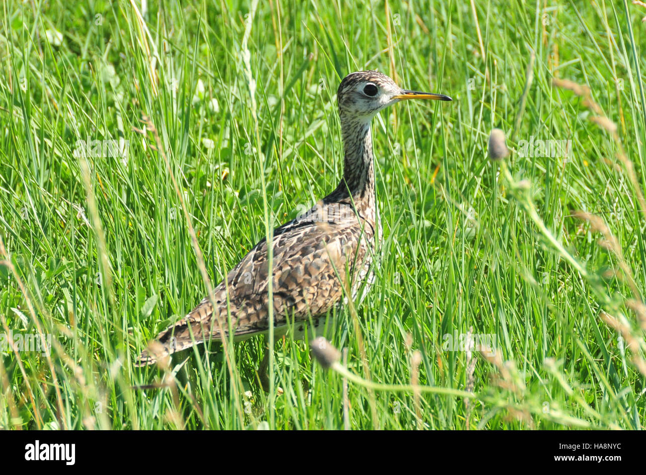 The Upland Sandpiper, a migratory bird species, is spotted in the Sand ...