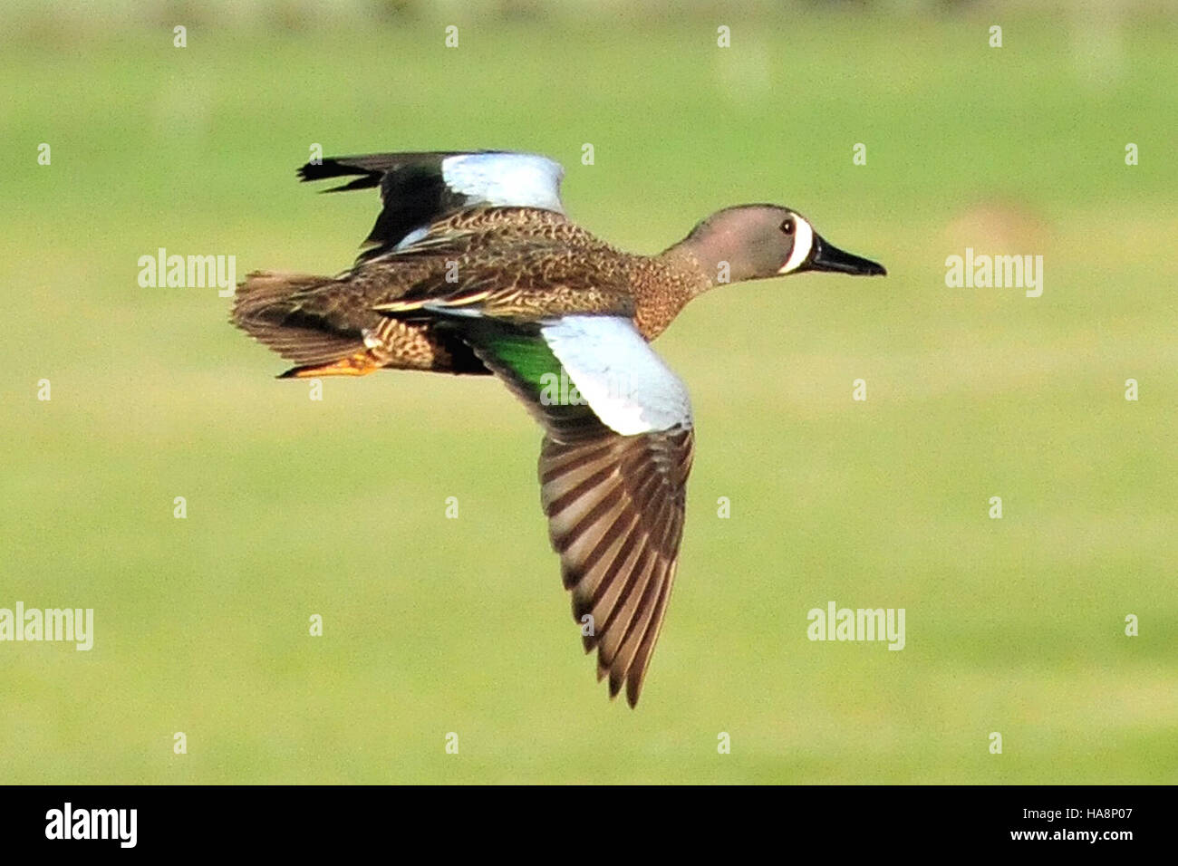 A Blue-winged Teal drake takes flight at Lacreek National Wildlife ...