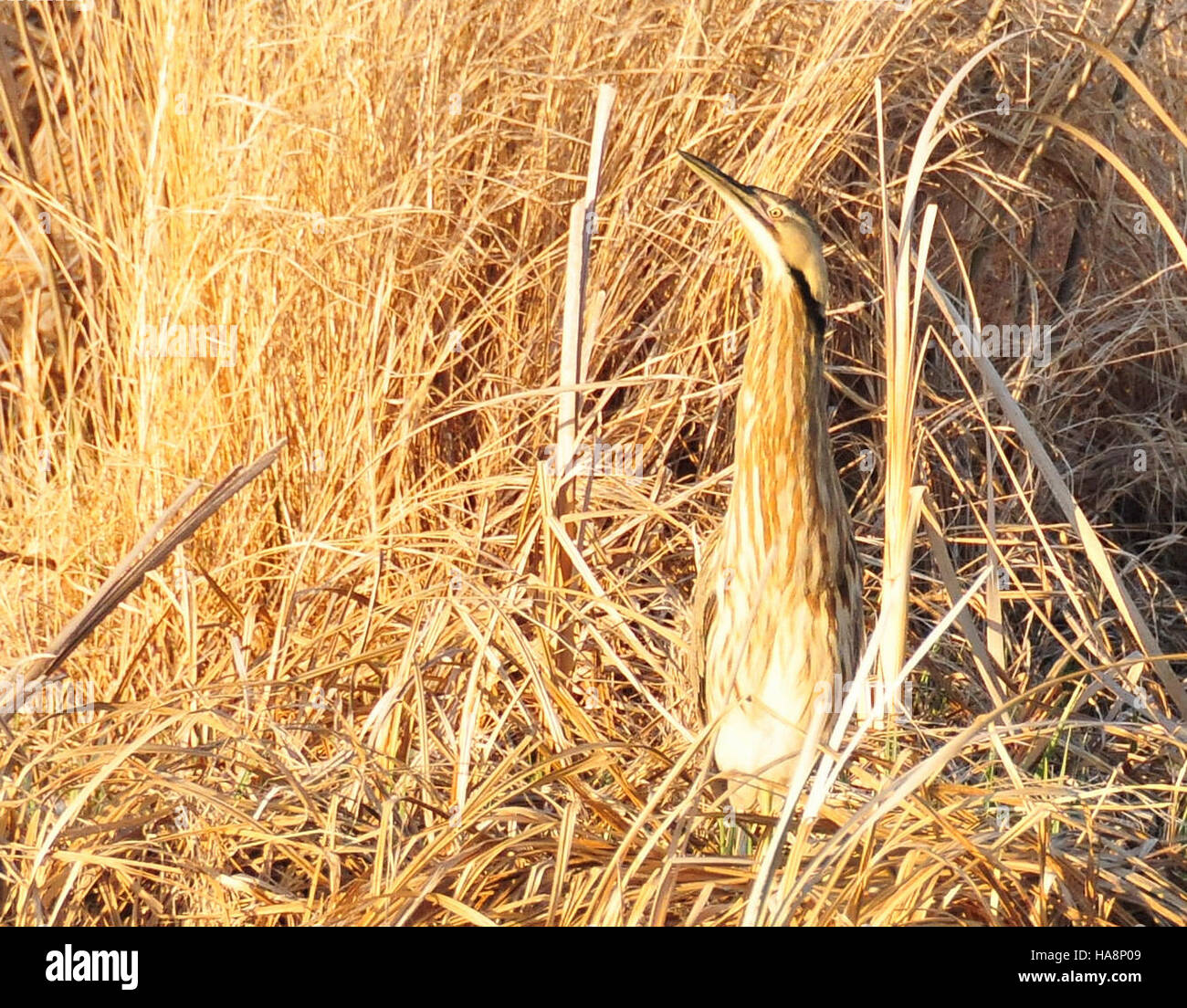 An American bittern blends into the reeds at Lacreek National Wildlife ...